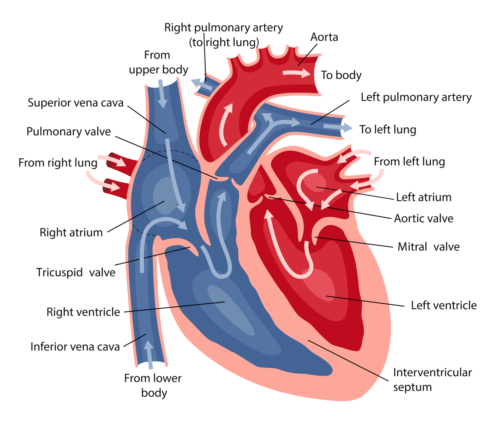 Basic Anatomy of the Heart: How It Works : ROMTherapy